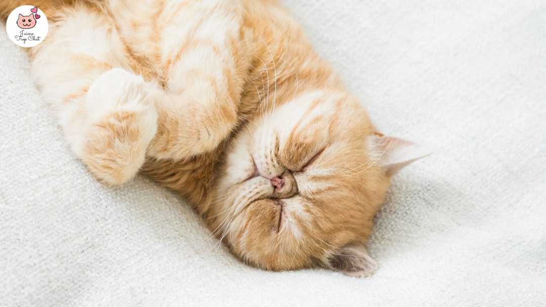photo-chat-qui-dort | J'aime Trop Chat - Blog