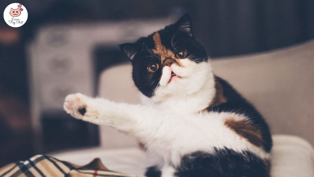 photo-de-chat-moche | J'aime Trop Chat - Blog