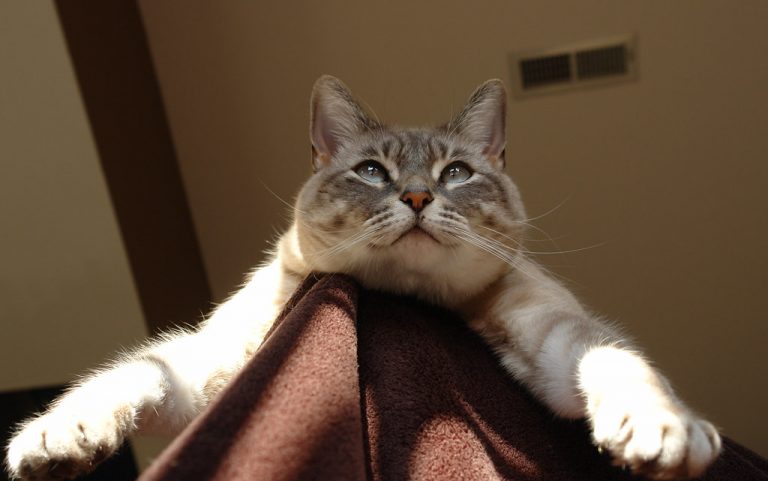 Mon chat respire fort | vite | mal | J'aime Trop Chat - Blog