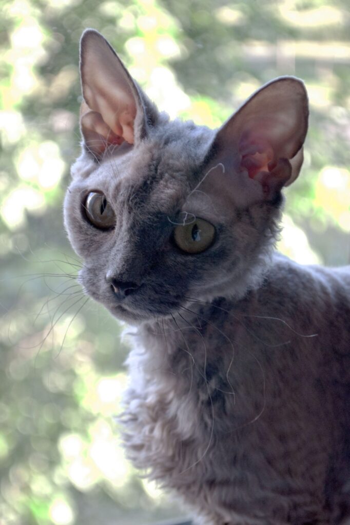 Le Devon Rex : un chat atypique, doux, sociable, intelligent