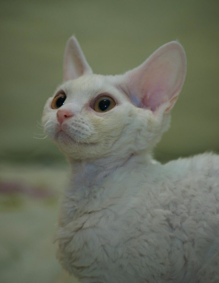 Le Devon Rex : un chat atypique, doux, sociable, intelligent