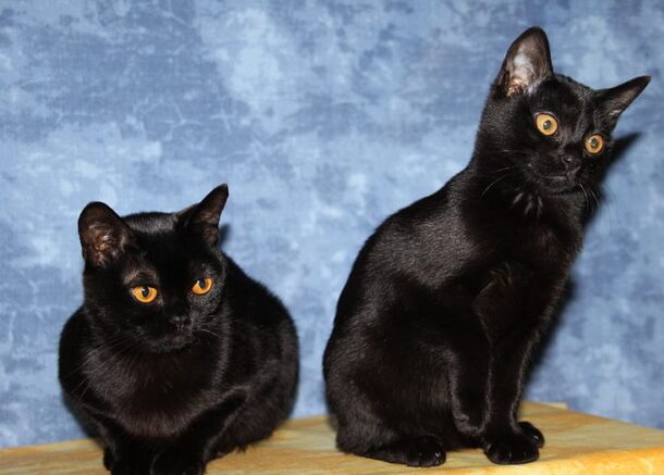 Le chat Bombay : le chat noir par excellence