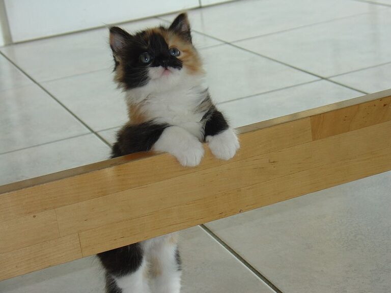 Chat 3 couleurs ️ Découvrez le chat isabelle tricolore